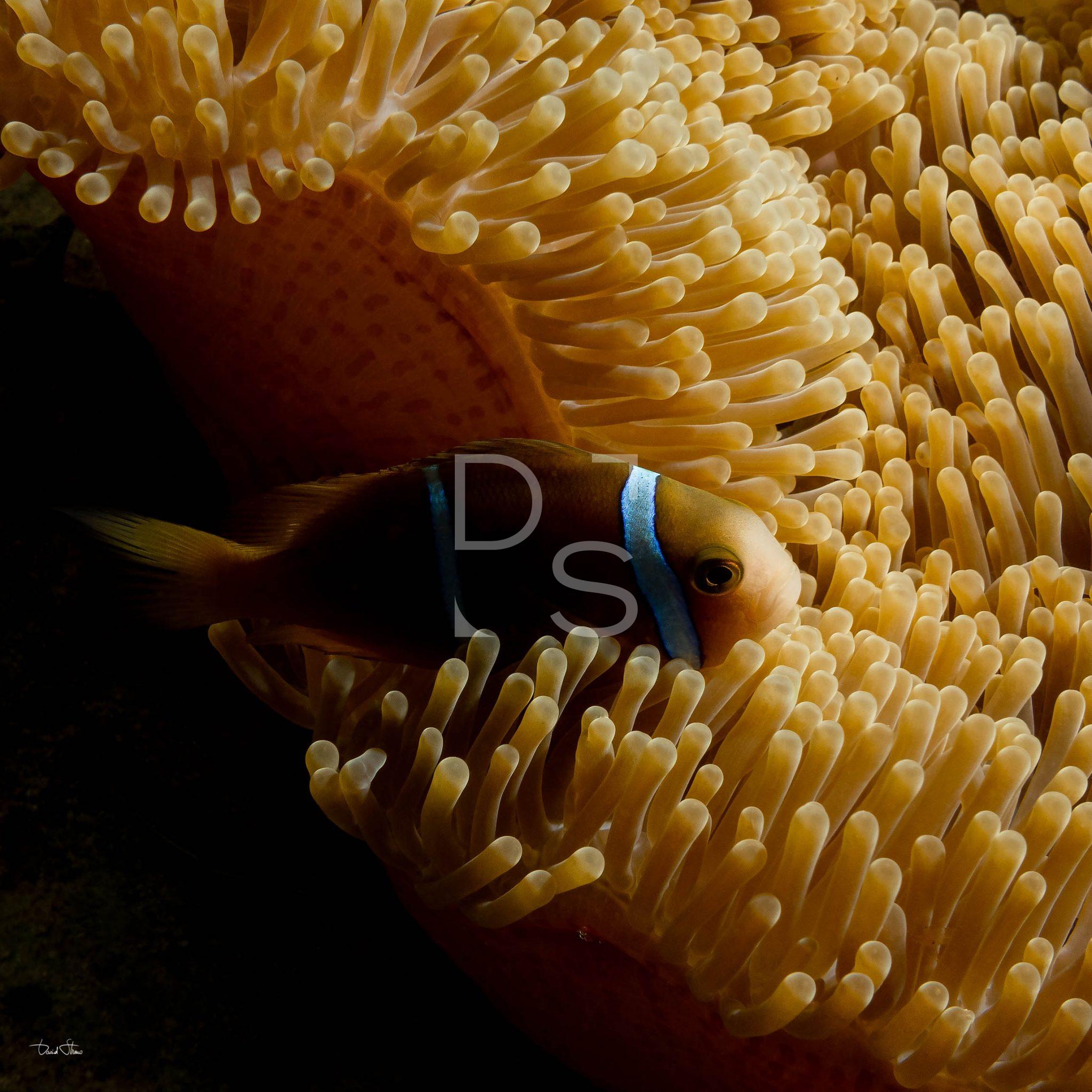 Devine qui vient dîner - David Strano