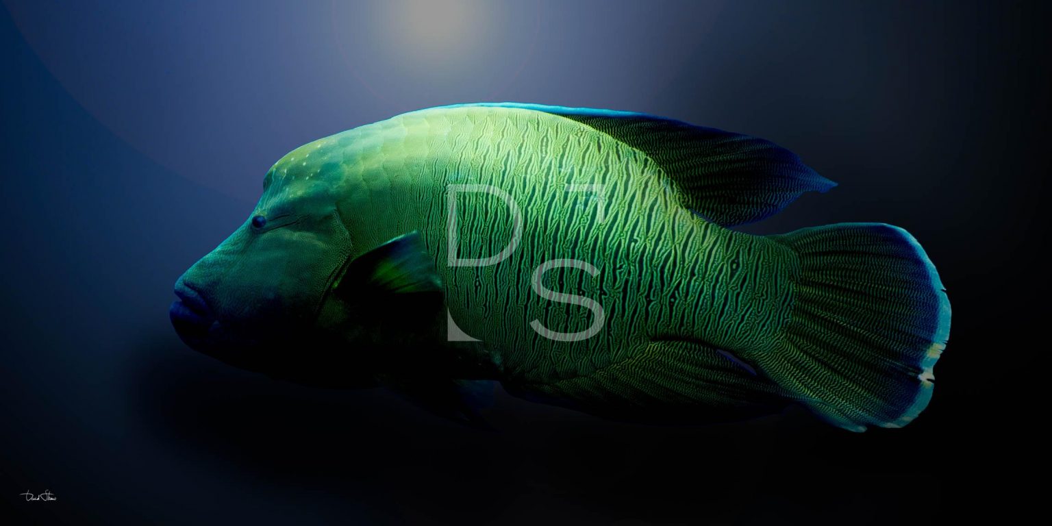 Devine qui vient dîner - David Strano