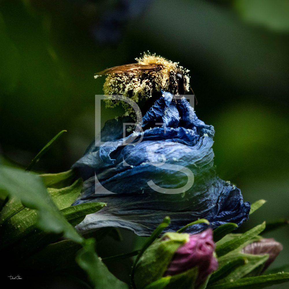 Devine qui vient dîner - David Strano