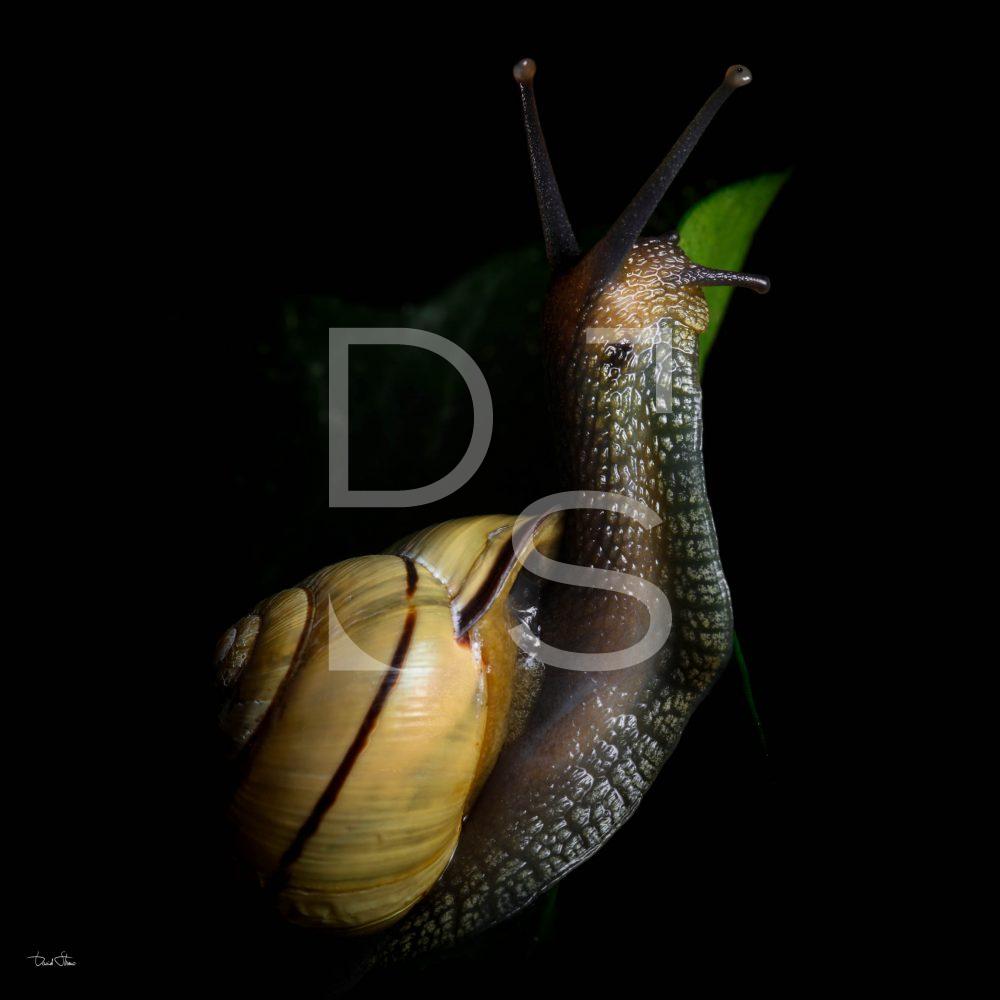 Devine qui vient dîner - David Strano