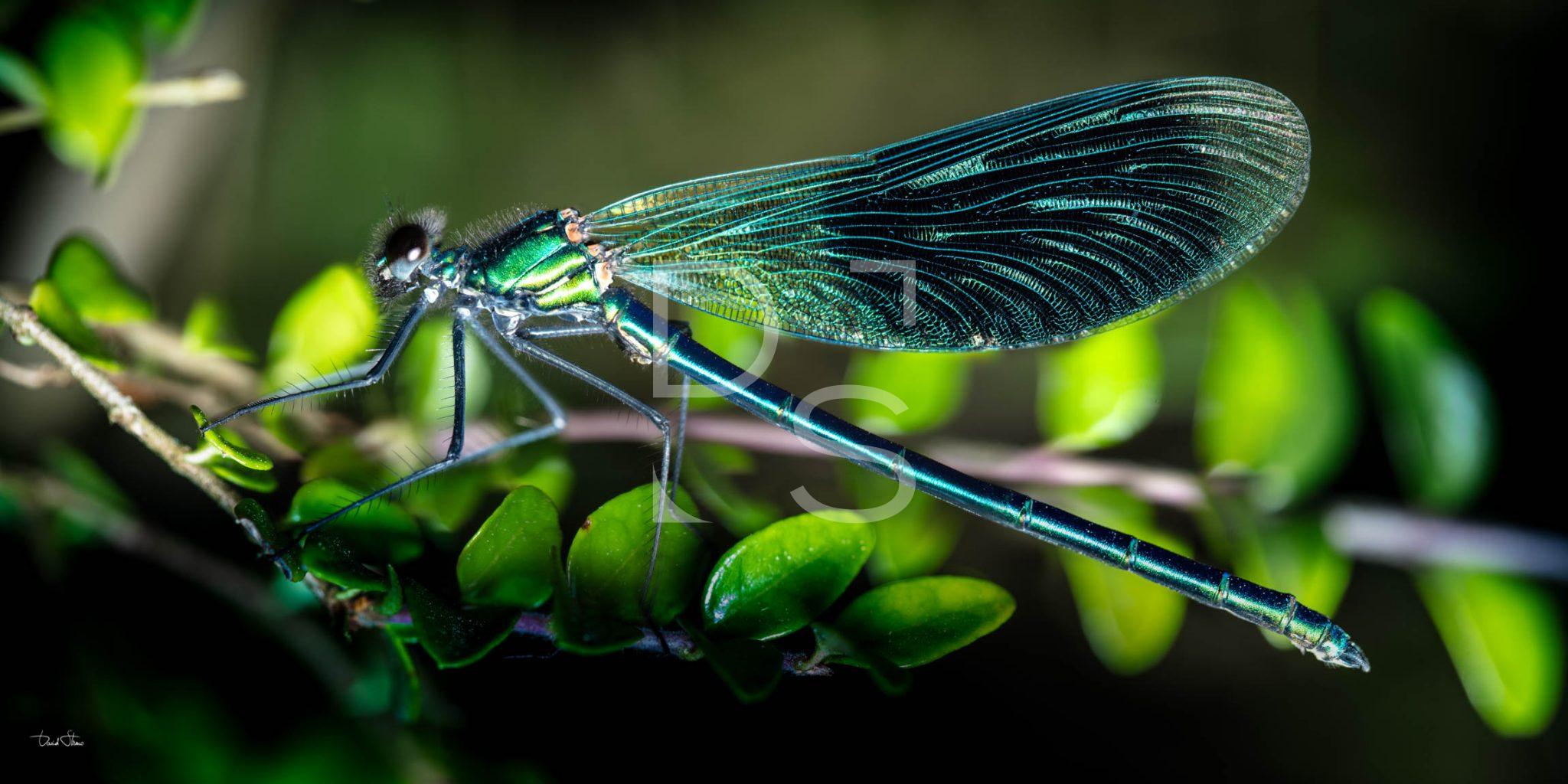 La force tranquille - David Strano